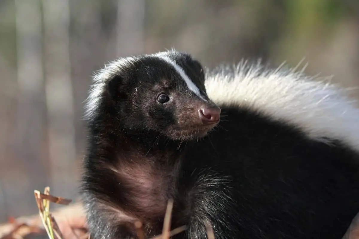 11 Common Animals That Dig Holes in Yards (With Pictures) - Pest Control IQ